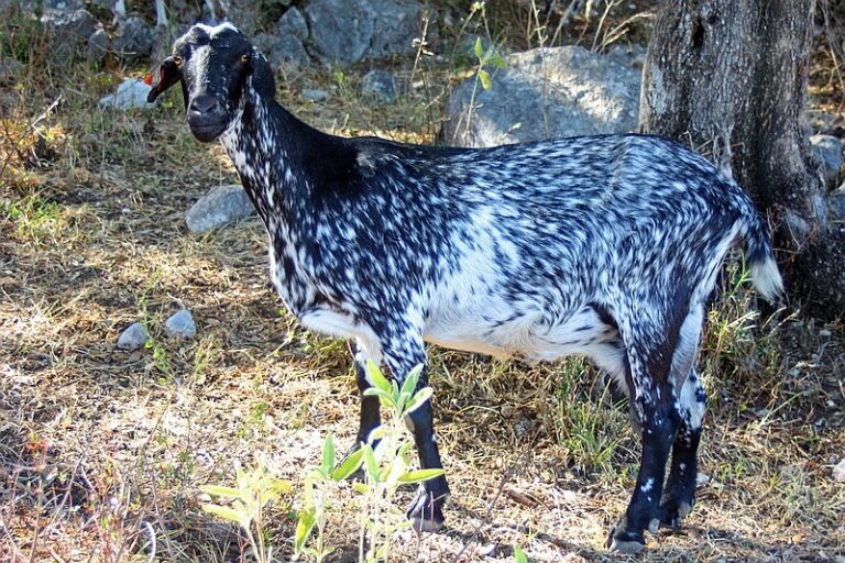 Payoya Goat - Breed Profile - Goat Journal